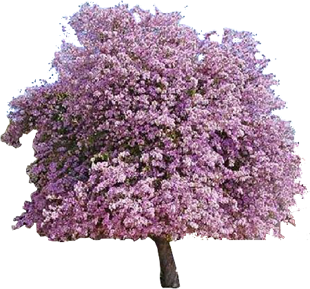 PORTE ALTO – Foto Paisagismo