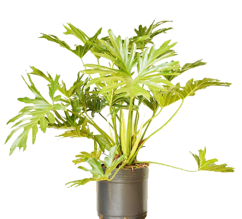 Porte Médio – Foto Paisagismo